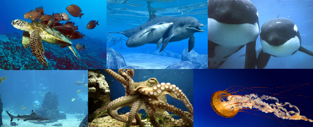 Los animales: El Océano