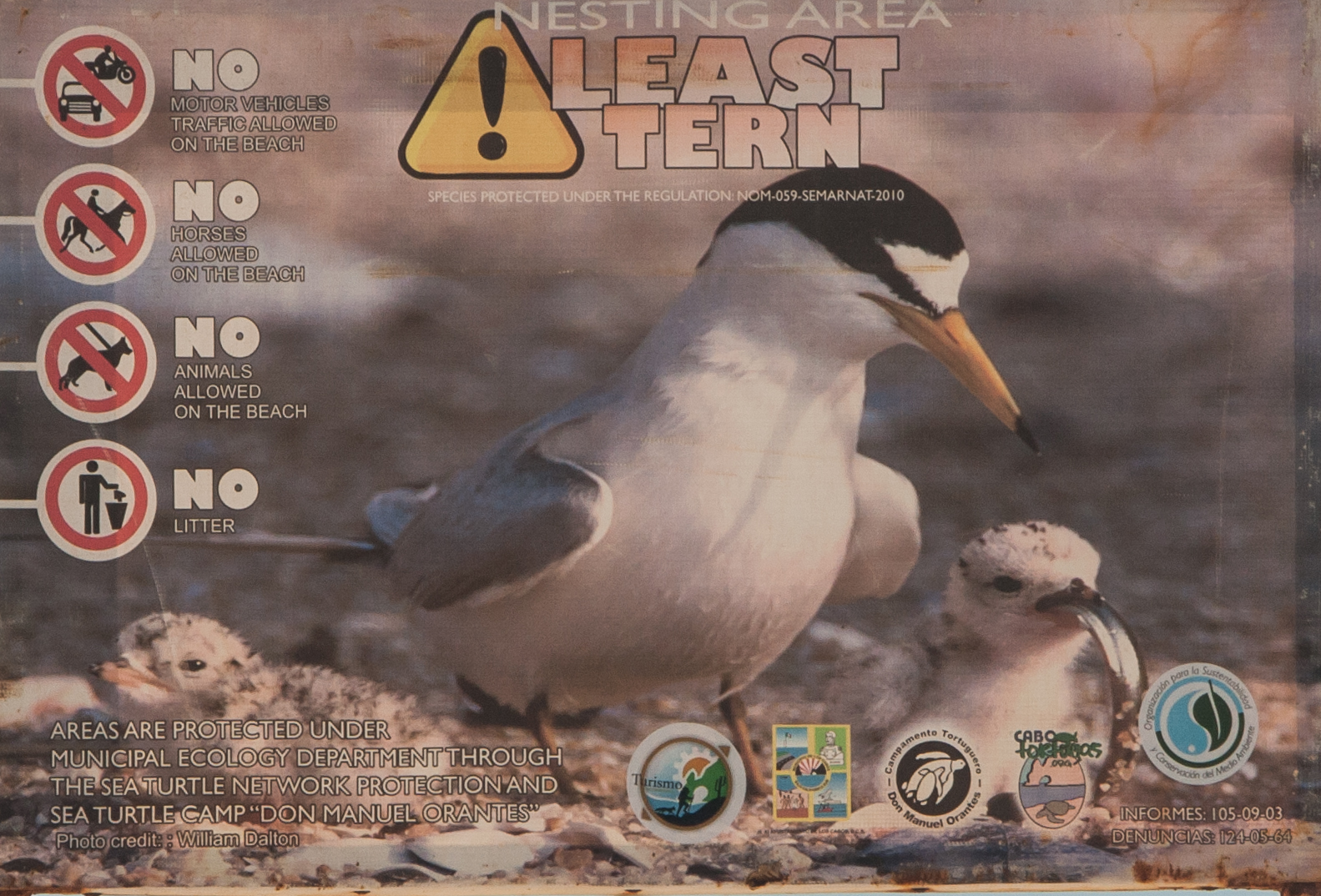 Ramblings of The Bird Nerd: A cool surprise, the Least Tern