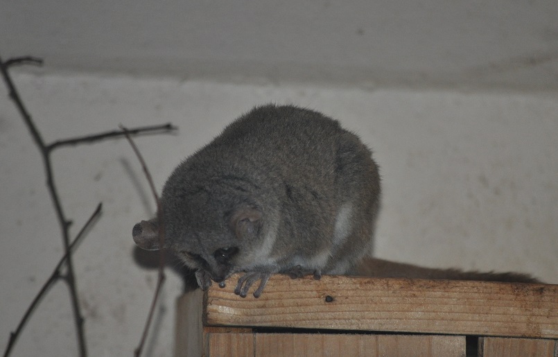ZOOTOGRAFIANDO (6.100 ANIMALS): LÉMUR RATÓN GRIS / GRAY MOUSE LEMUR ...