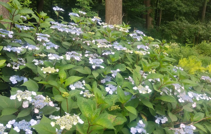 Future Plants by Randy Stewart: Hydrangea - Other Species