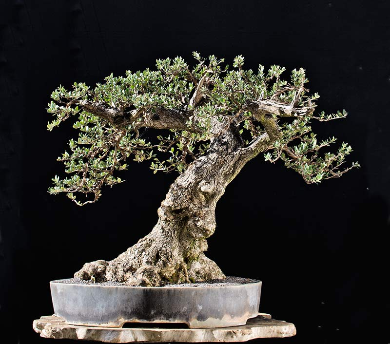 Walter Pall Bonsai Adventures: Olive #4