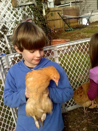 The Nourished Nana: Sustainable Friday: City Chic with Chickens~Whys ...