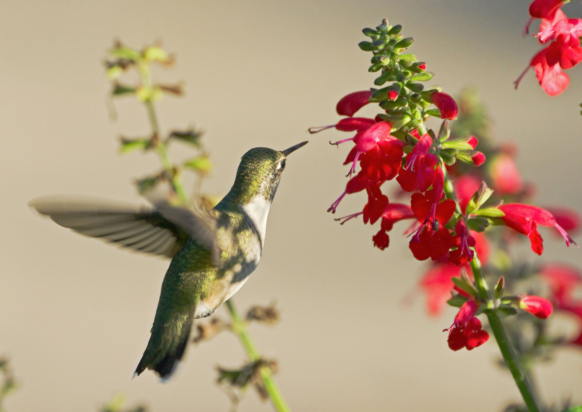Attract Hummingbirds to Your Garden