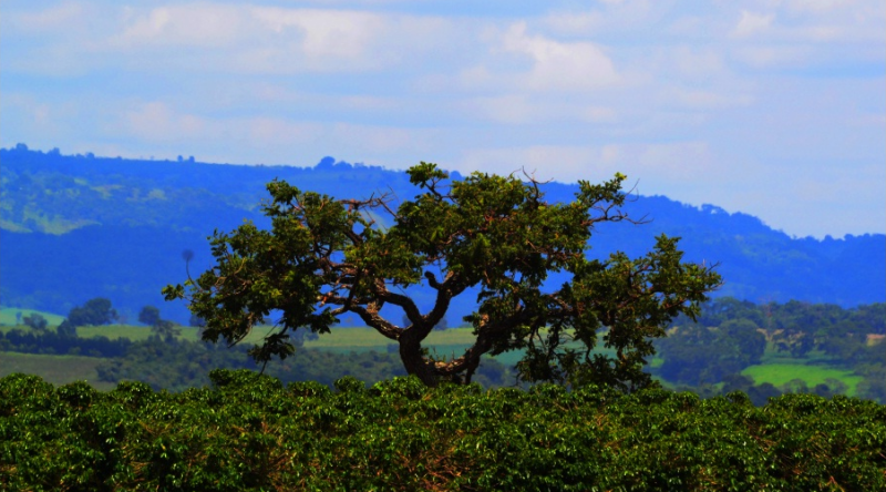 .: Exhibition on Cerrado Mineiro, at the Regional Museum of São João ...