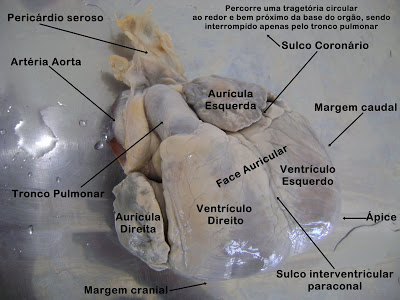 AnatoVet: SISTEMA CIRCULATÓRIO - CARDIOVASCULAR - PARTE 1