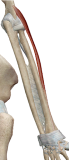 VAMO A ESTUDIAR MEDICINA: MÚSCULOS DEL ANTEBRAZO