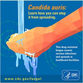 Avian Flu Diary: CDC Update: Candida Auris - August 2017