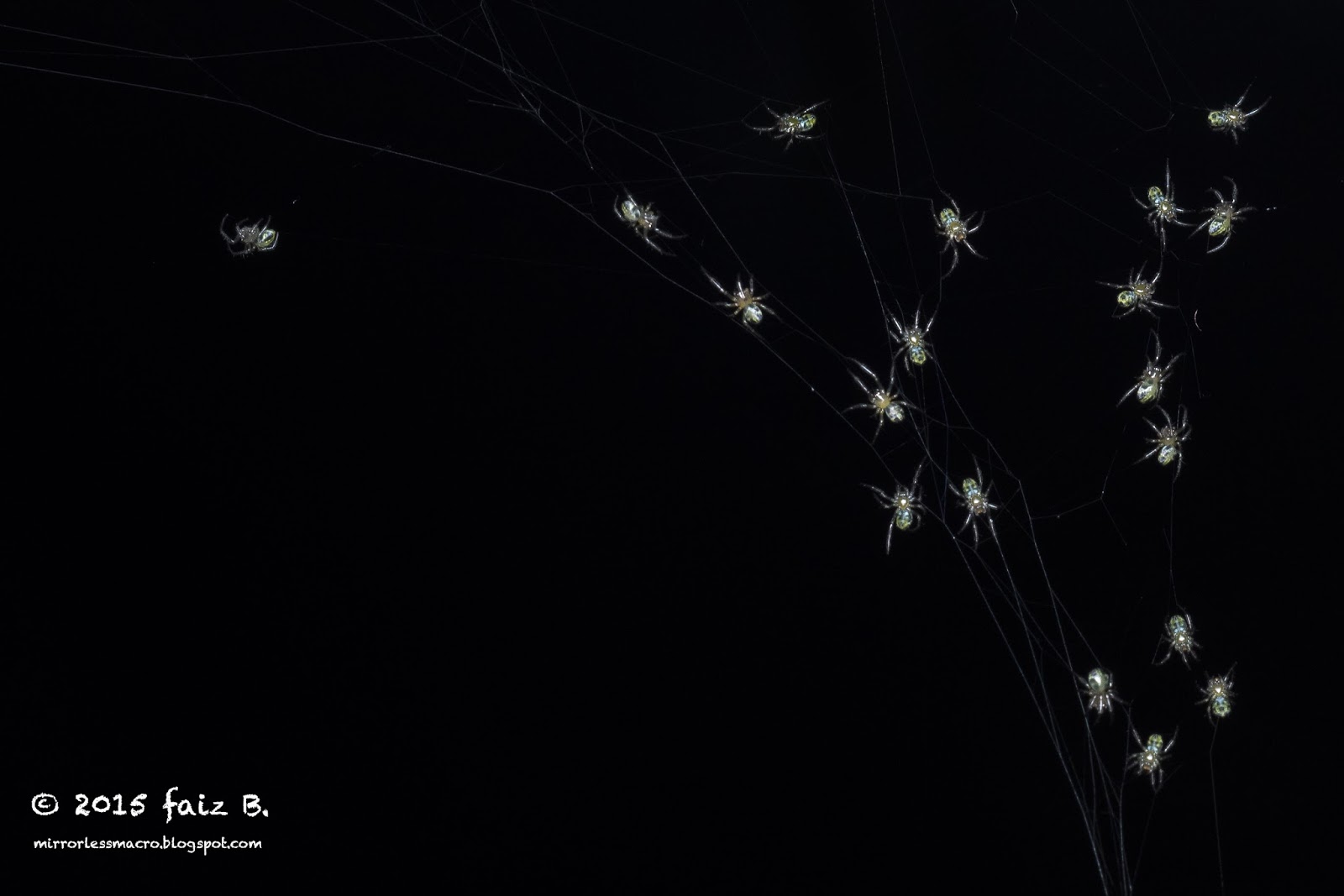 Mirrorless Macro Photography: The Natural Gem of Australia ...