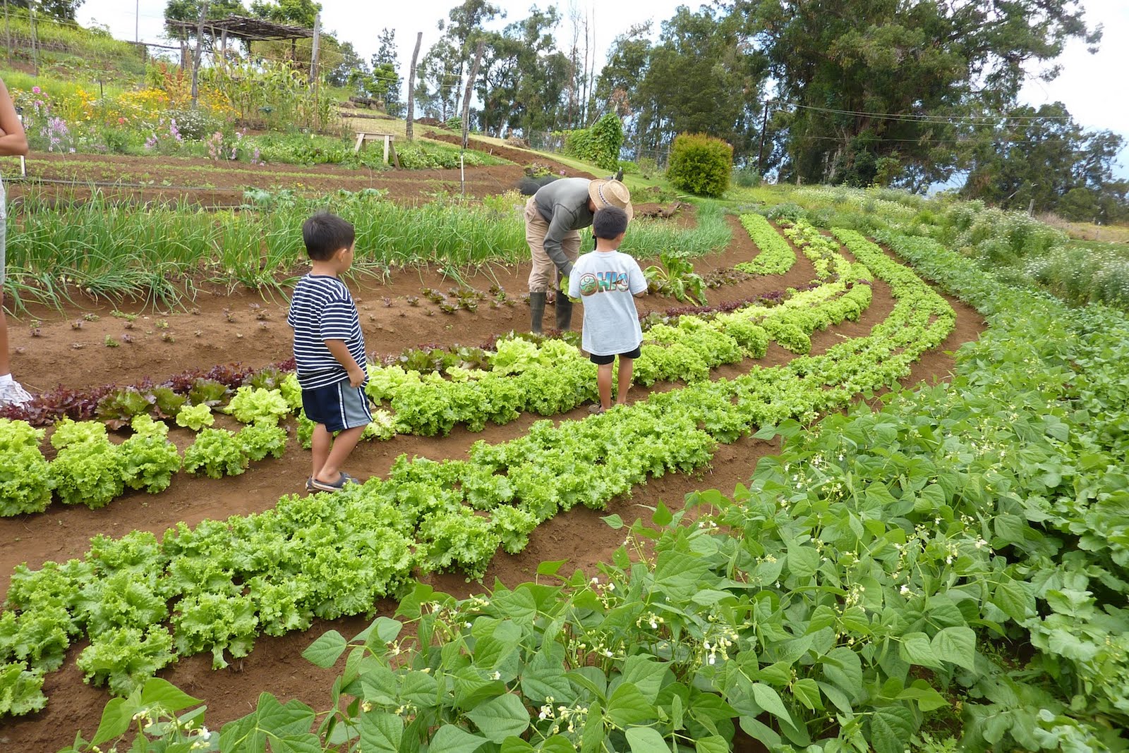 Cityzen Green: O'O Farm, Maui