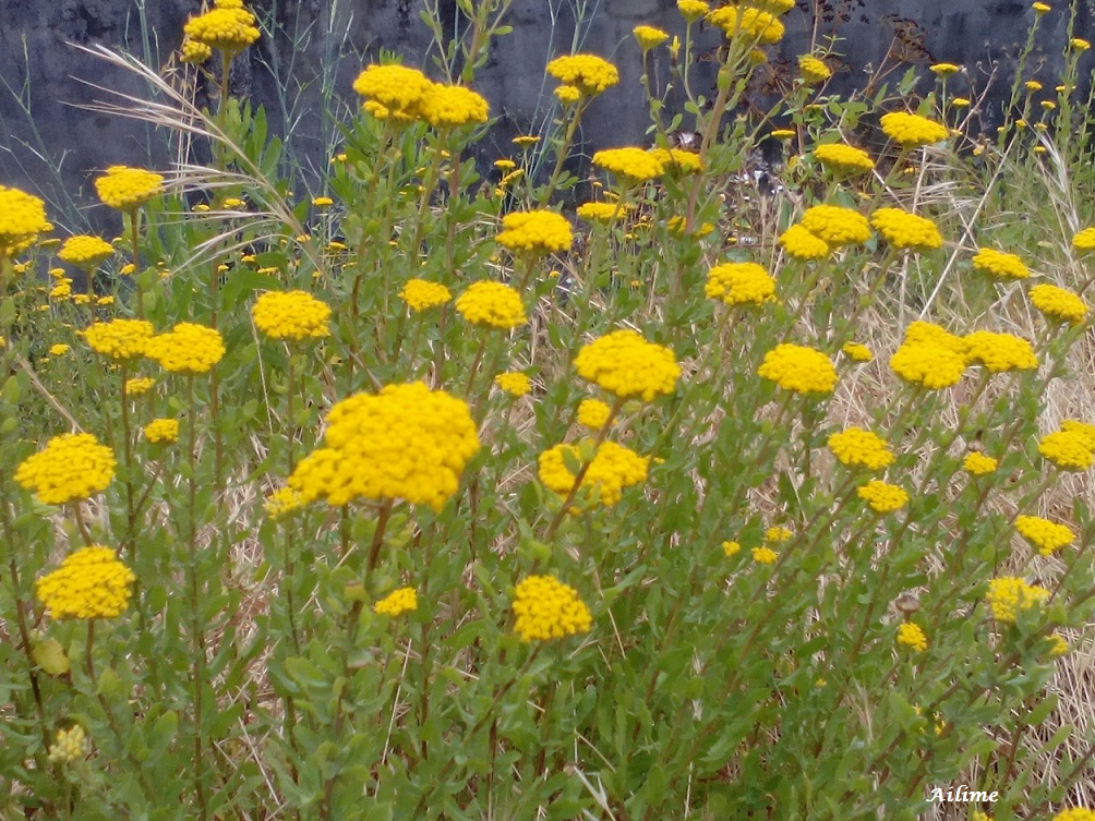 Sinais...de esperança : Macela
