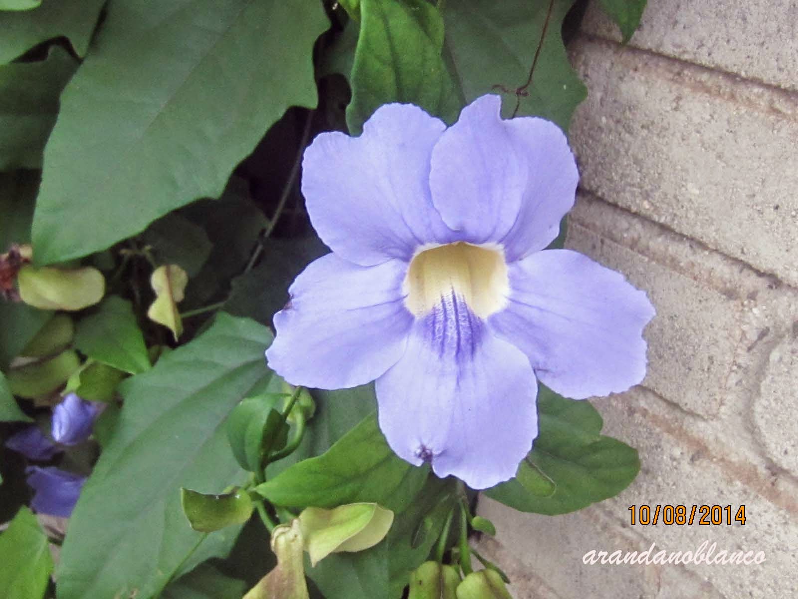 arbustosensevilla-encinarosa: Bignonia azul / thumbergia grandiflora ...