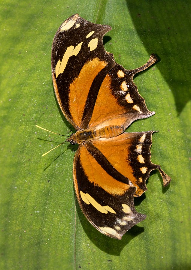 Borboletas e Mariposas: Consul fabius cecrops (Doubleday, [1849])