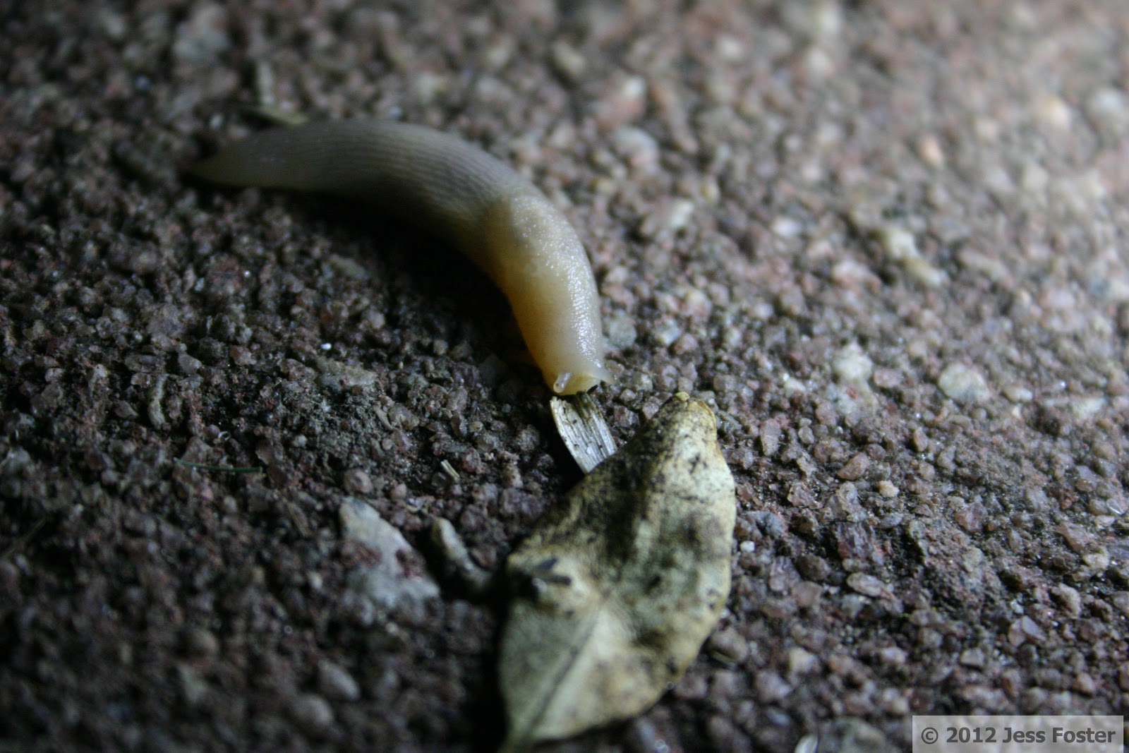 Sluggin' Along: See-Through Slug