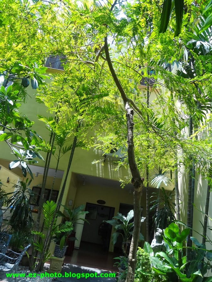 Beautiful Things In Life: Pokok Melaka