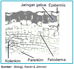 It's My Blog: Jaringan pada Tumbuhan