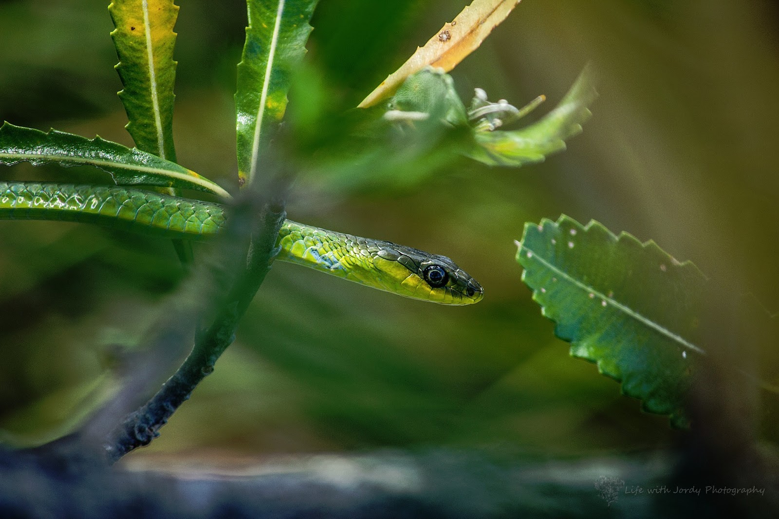 Leave, the Central Coast and other 'Stuff'....