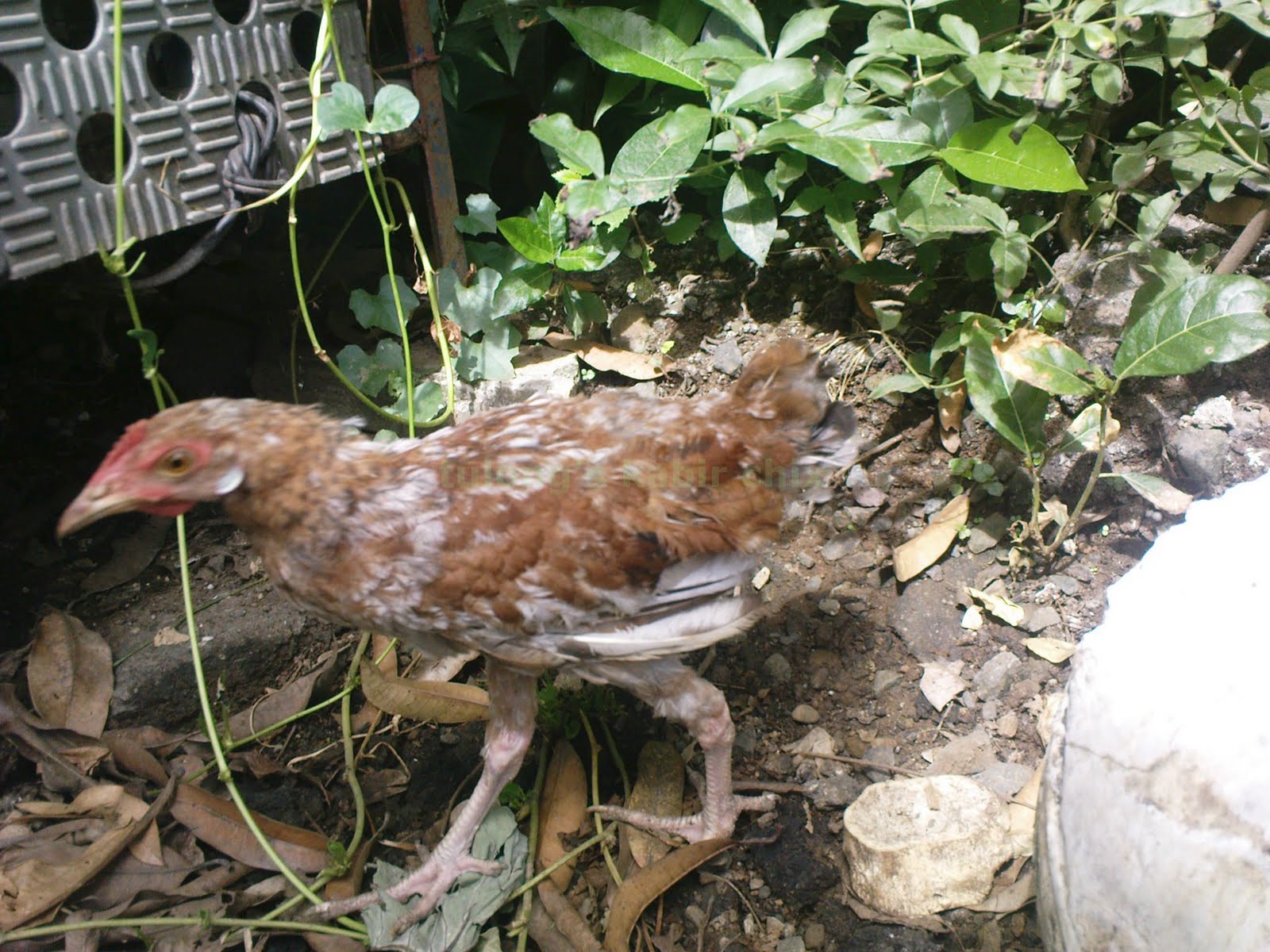 Kabir Chiken: Two Months Old Kabir Chicken