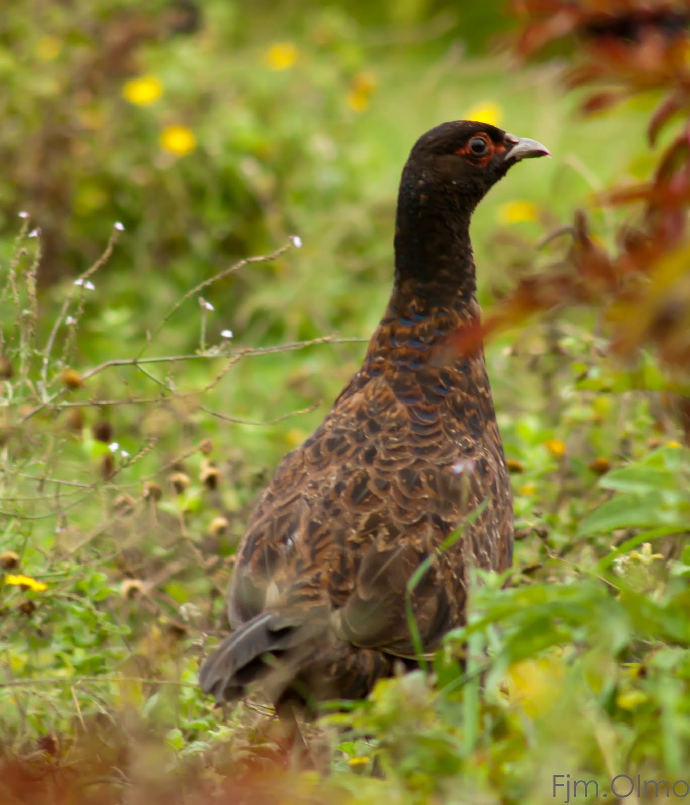 HEGAZTIKLIK: FAISÁN VULGAR (Phasianus colchicus)