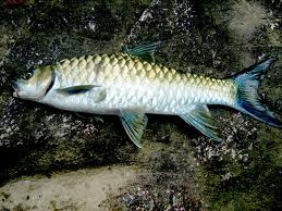Spreebird wildlife: Mahseer (National Fish of Pakistan)