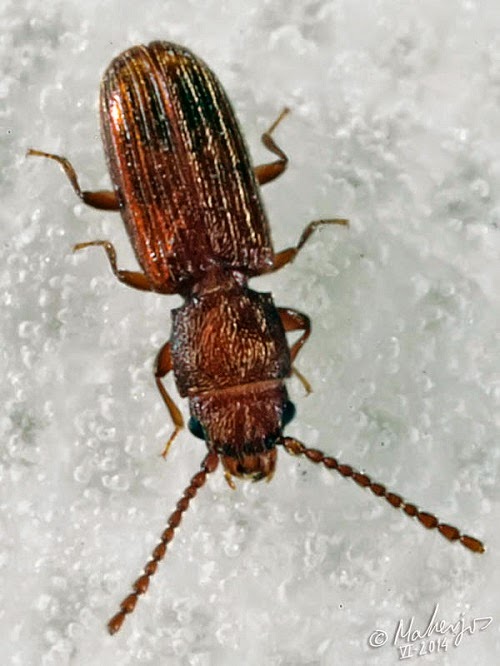 Biodiversidad Costa Granadina y ... (Fauna): Carcoma aplanada de los ...
