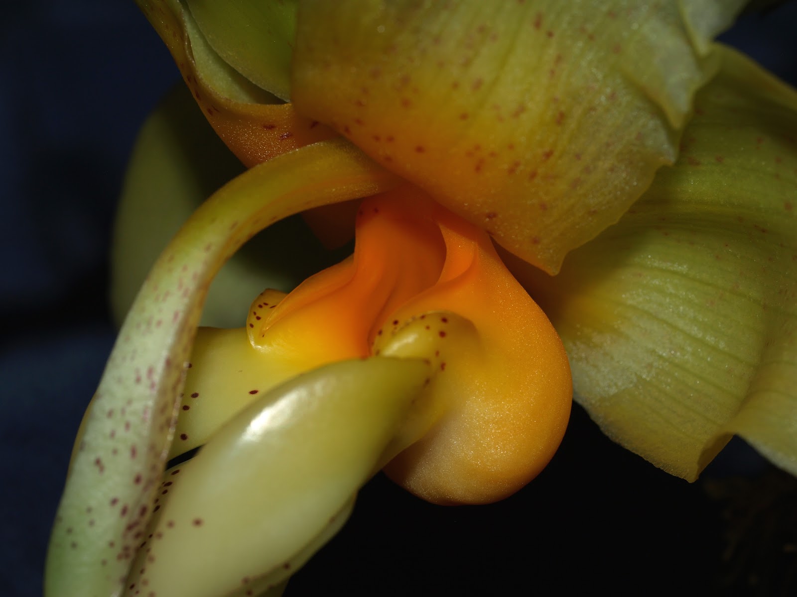 Stanhopea Culture: Stanhopea saccata