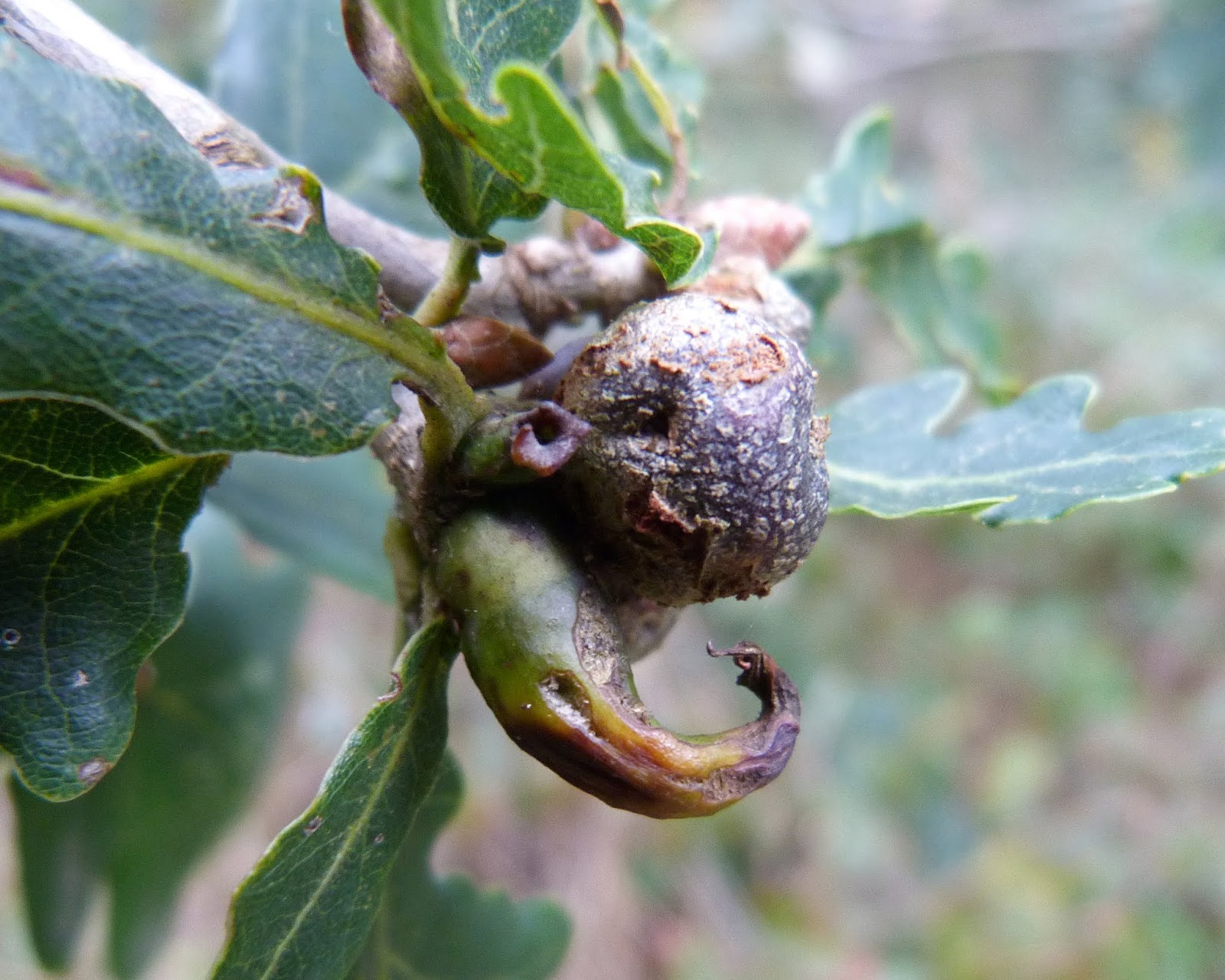Insects of Scotland: Galls/Leaf-miners