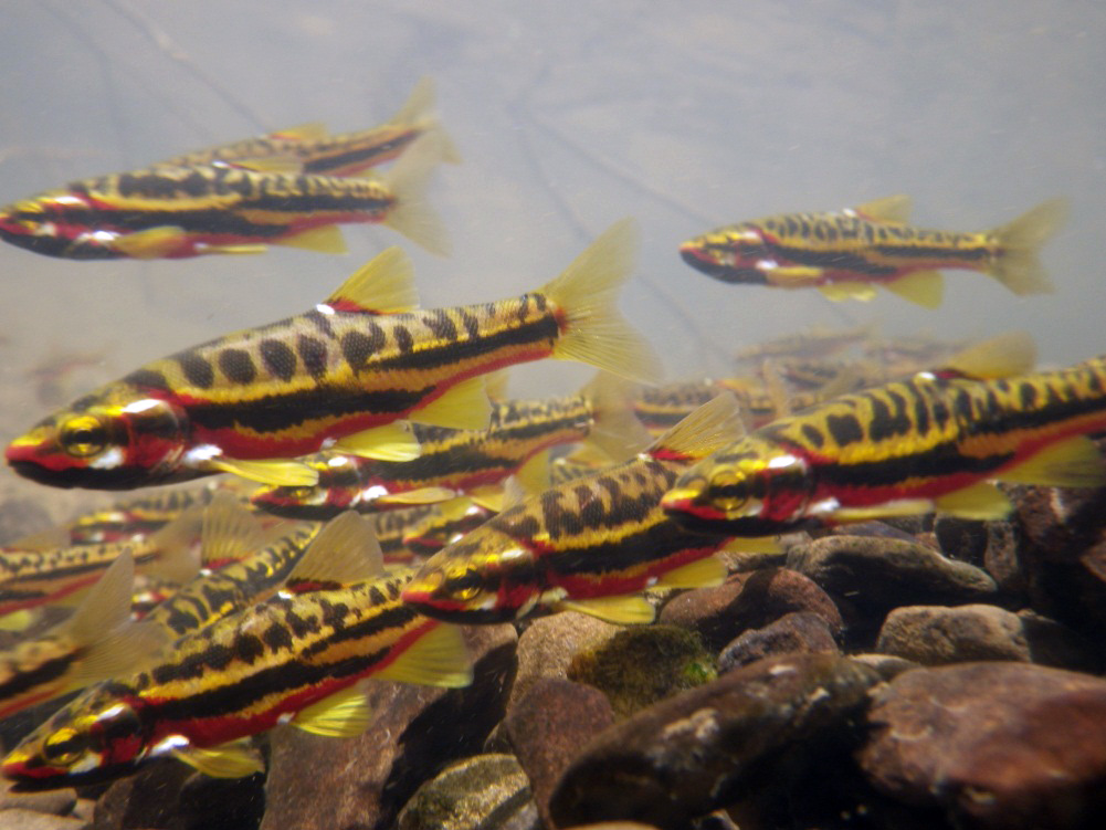 Mountain Redbelly Dace, prettiest of the redbellies. All of the ...