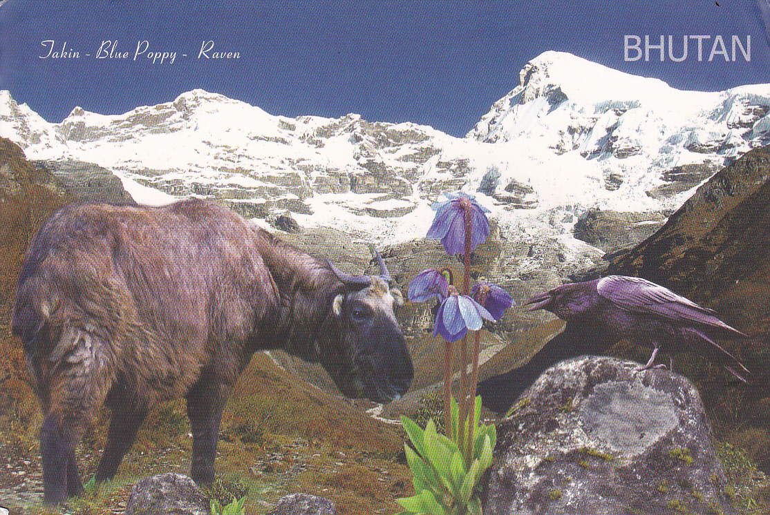 Postcard A La Carte: Bhutan - Takin - Blue Poppy - Raven
