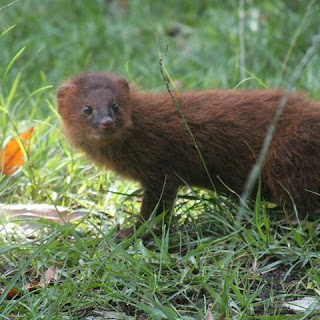 Cara jitu berburu Garangan sawah | SOLO HUNTER