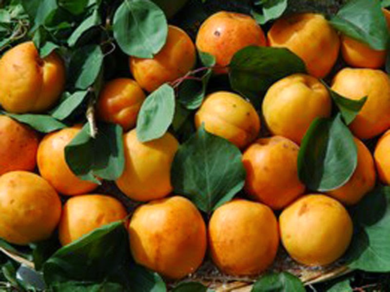 Un patrimonio scomparso?