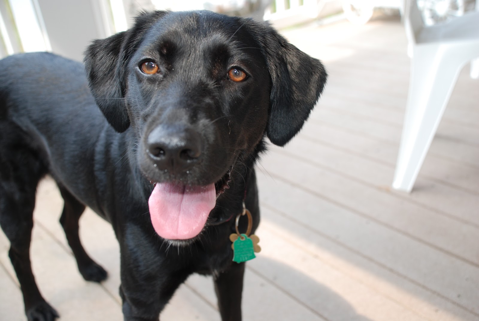 Lab English Setter Mix Puppies at Sienna Kraegen blog