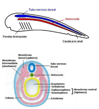 ciência: 101: Filo Chordata