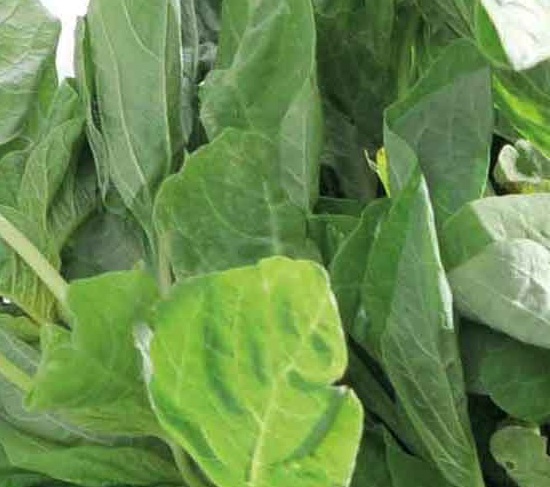 Sayuran Bayam - Artikel Pengetahuan Buah dan Sayur