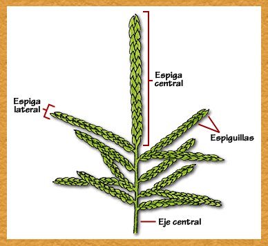 MAIZ: PARTES DEL MAÍZ