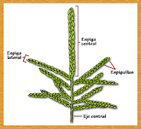 MAIZ: PARTES DEL MAÍZ