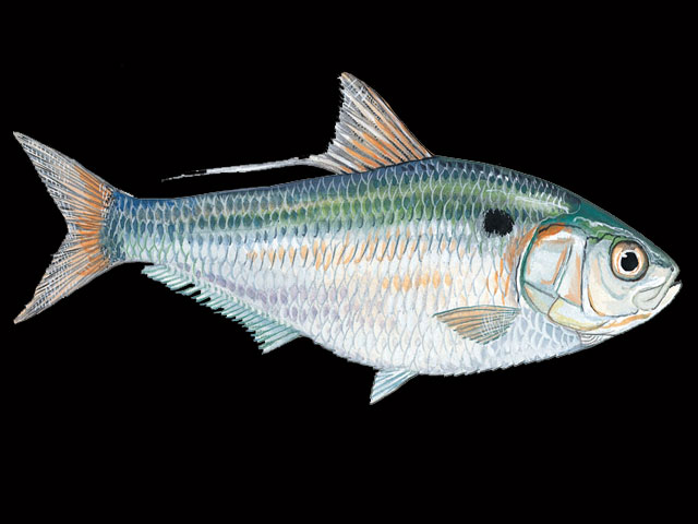 Freshwater Fish List Starting With T | Animals Name A To Z