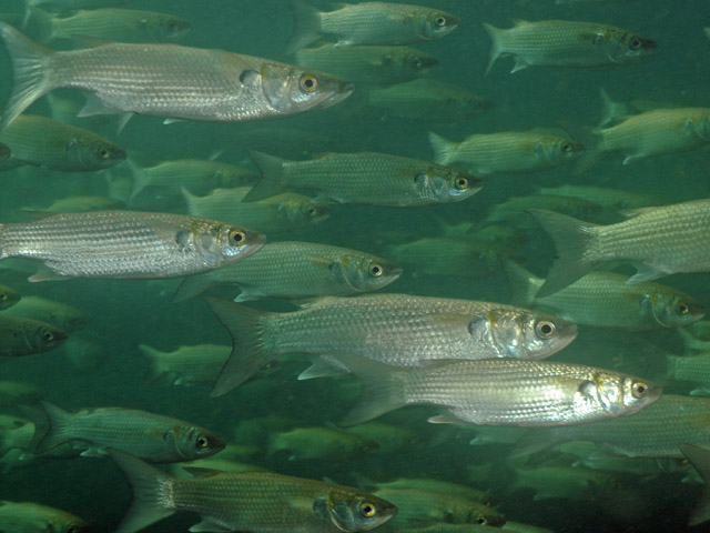Fish Index: Striped Mullet (Mugil cephalus)
