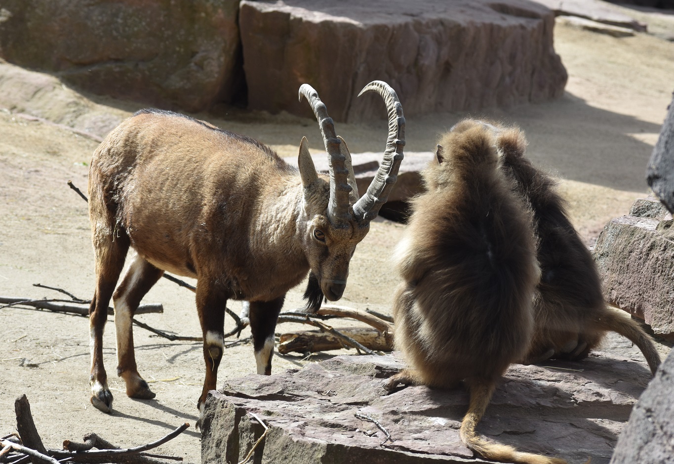 ZOOTOGRAFIANDO (6.096 ANIMALS): ÍBICE DE NUBIA / NUBIAN IBEX (Capra ...