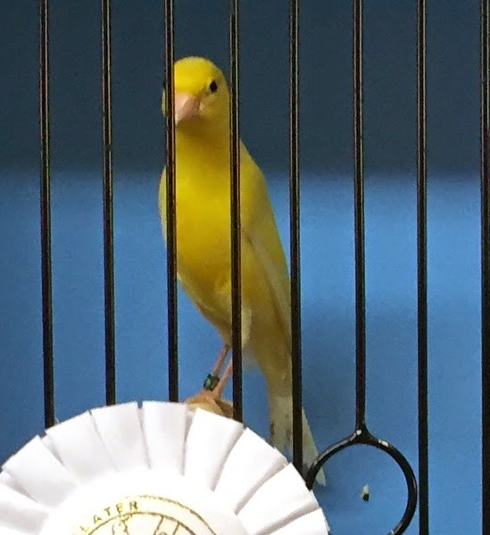 Canary Tales: Share A Photo - Dr. Jim Sillers Irish Fancy Winner ...