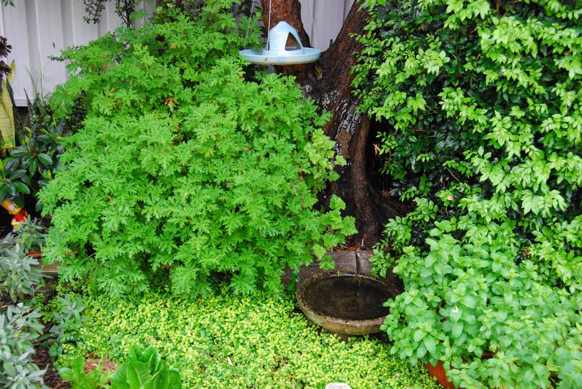 Garden amateur: Green thoughts in a green shade