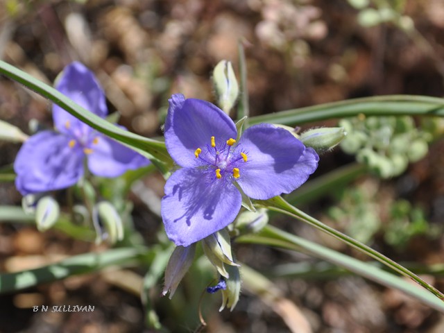 B N Sullivan Photography: Prairie Spiderwort (Tradescantia occidentalis)