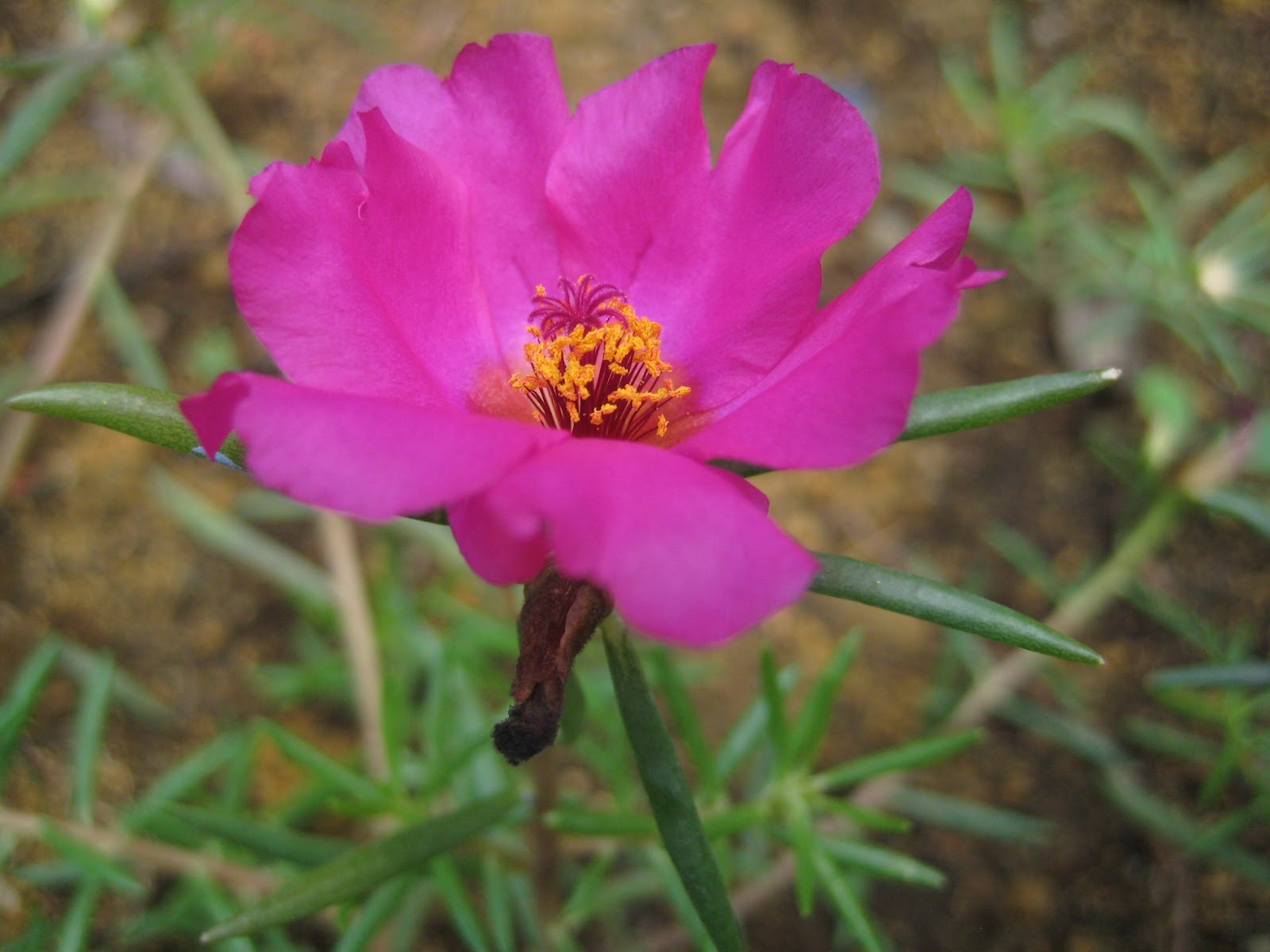 kembojaputih: Portulaca aka Kembang Pagi