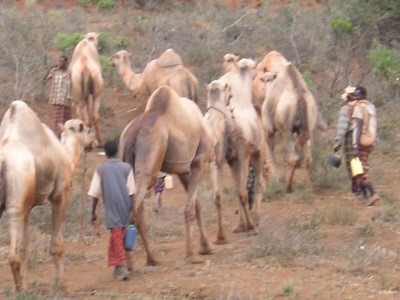 The Somali Dir Clan's History: Codka Beesha Direed: History of The Dir ...
