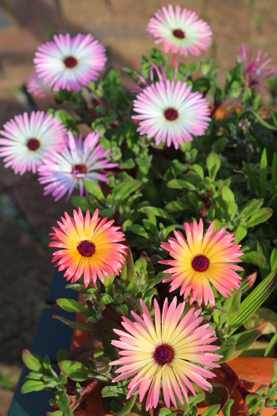 66 Square Feet (Plus): Bokbaai vygies