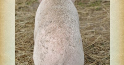 Apifera Farm: where animals and art collide. Home to Katherine Dunn ...