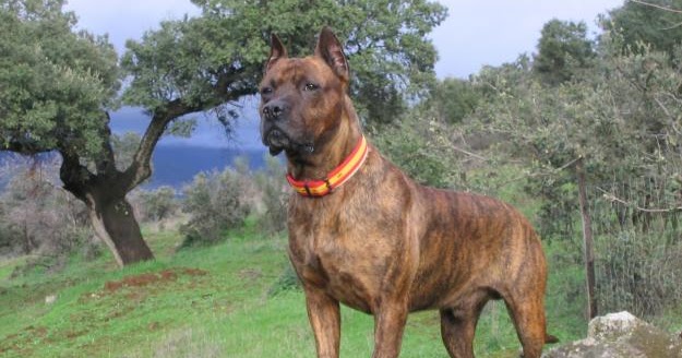 Becerrillo, el temible perro conquistador