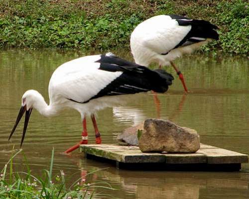 Oriental stork | Birds of India | Bird World