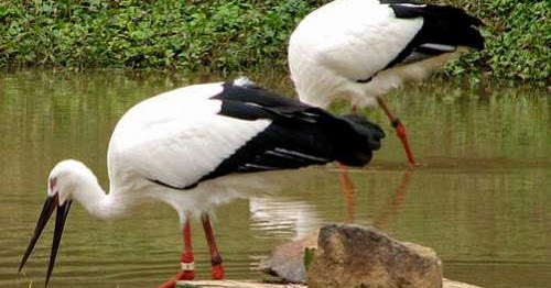 Oriental stork | Birds of India | Bird World