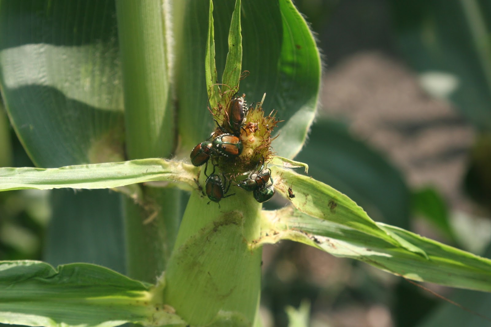 Do Japanese Beetles Eat Corn Plants at Alan Matheny blog