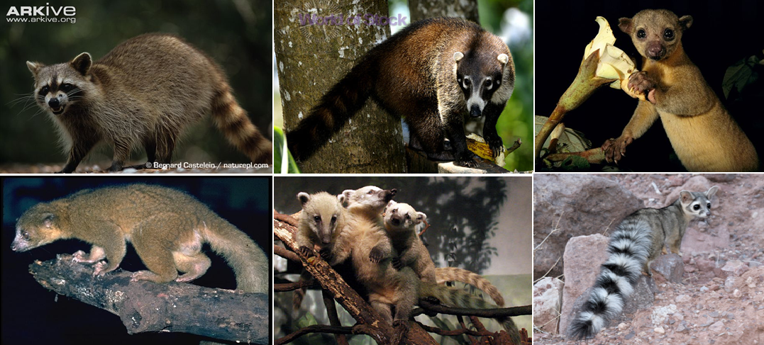 Domain of the C-Rex: The Prosperous Procyonids, Part Uno